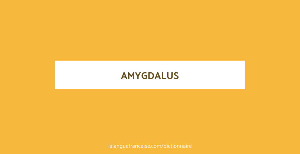 Définition de amygdalus | Dictionnaire français